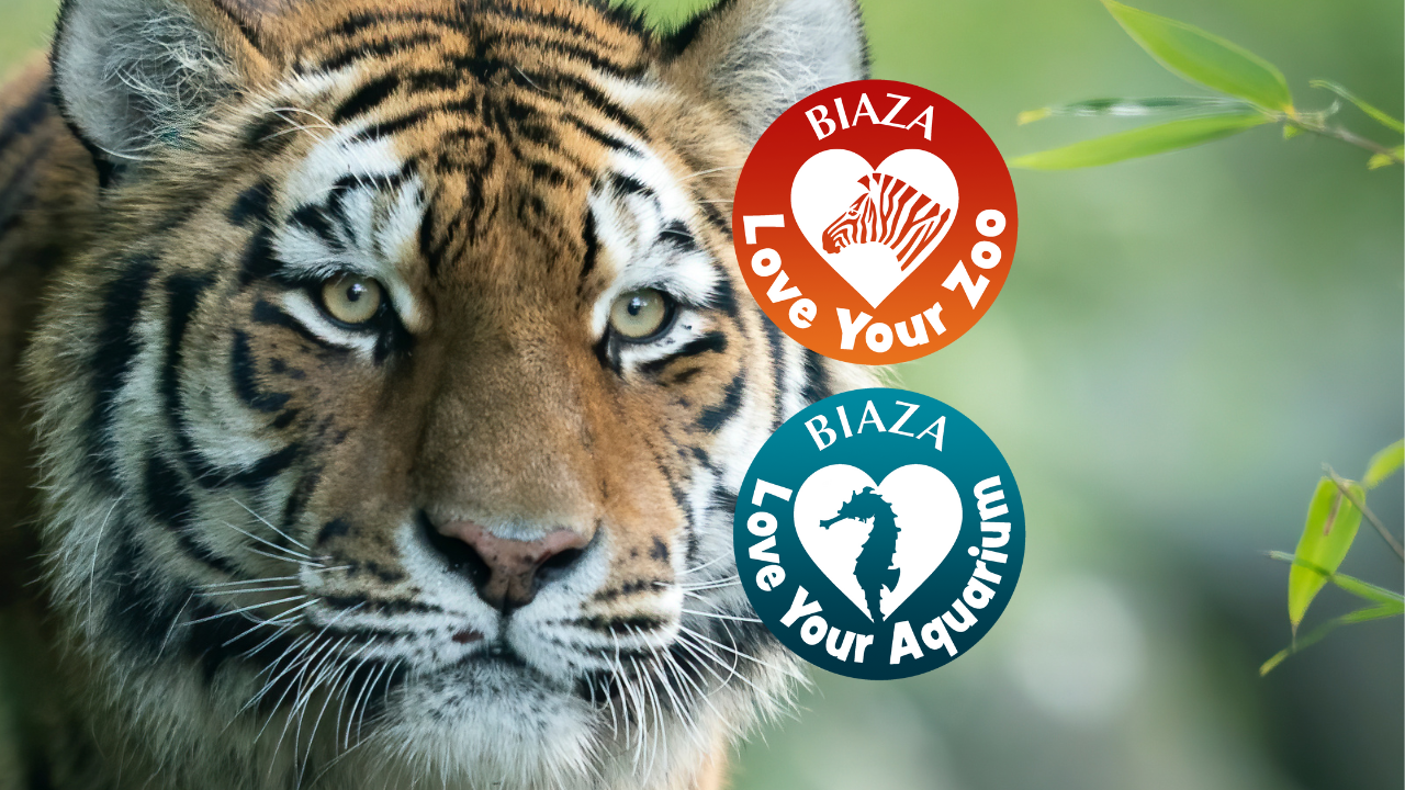 Celebrating Love Your Zoo 2023! | BIAZA